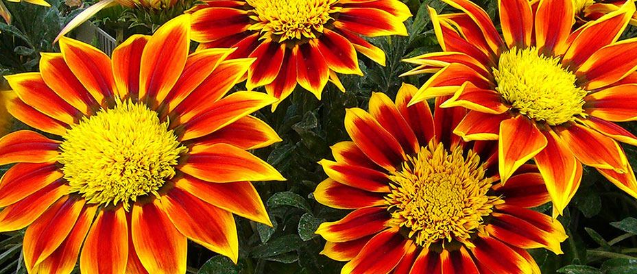 Arjuna Florist & Design :: Flower Shop in Brockport :: Free Delivery in ...